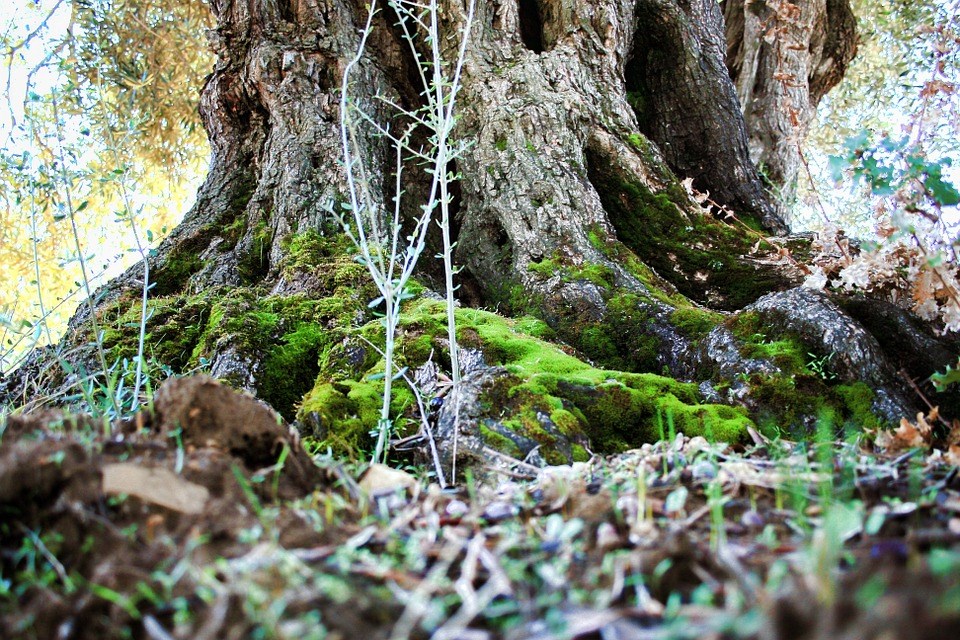 The olive tree of the Witch of Magliano, one of the oldest in the world