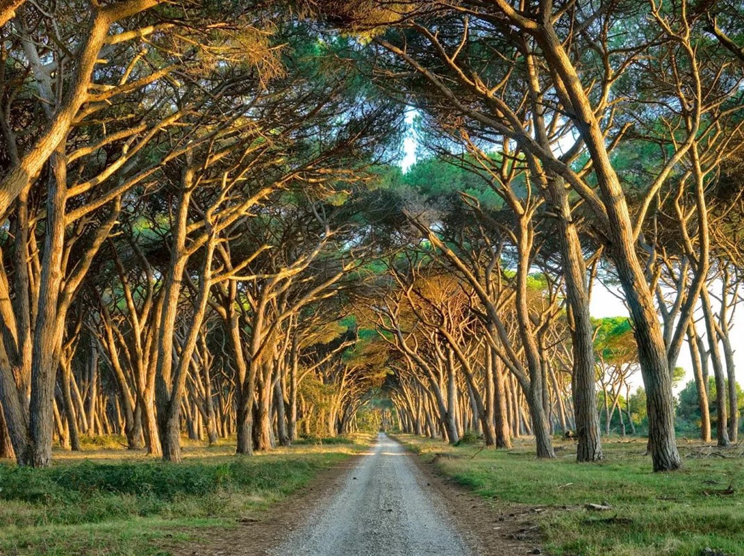 San Rossore Park: why visit the park between Pisa and Lucca - It's Tuscany